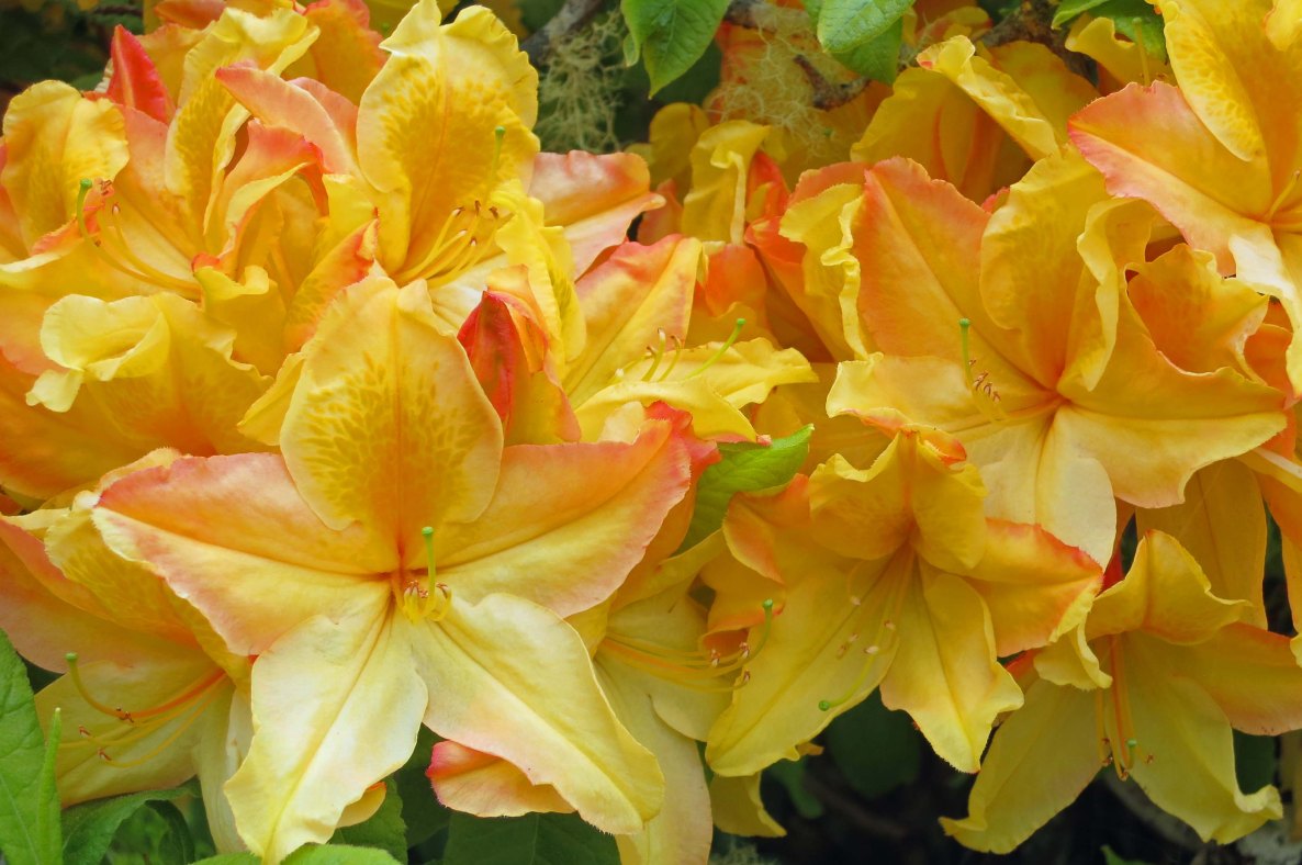Rhododendrons | Wandering through Time and Place