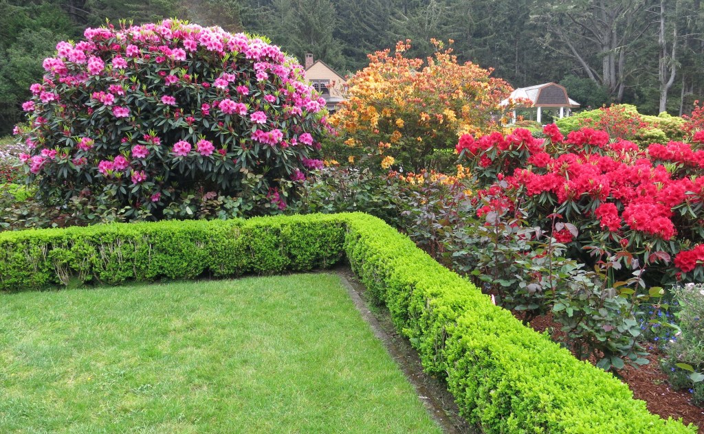 Rhododendrons | Wandering through Time and Place