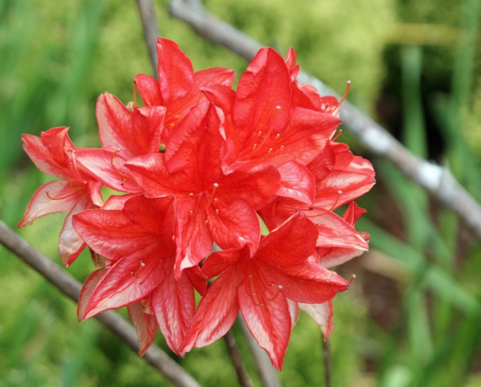 Rhododendrons | Wandering through Time and Place