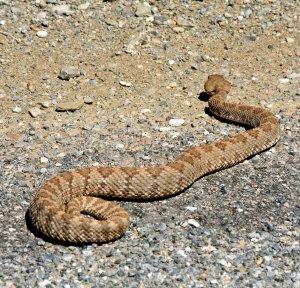 The Panamint Range of Death Valley: A Rattlesnake, Flowers, and Very ...