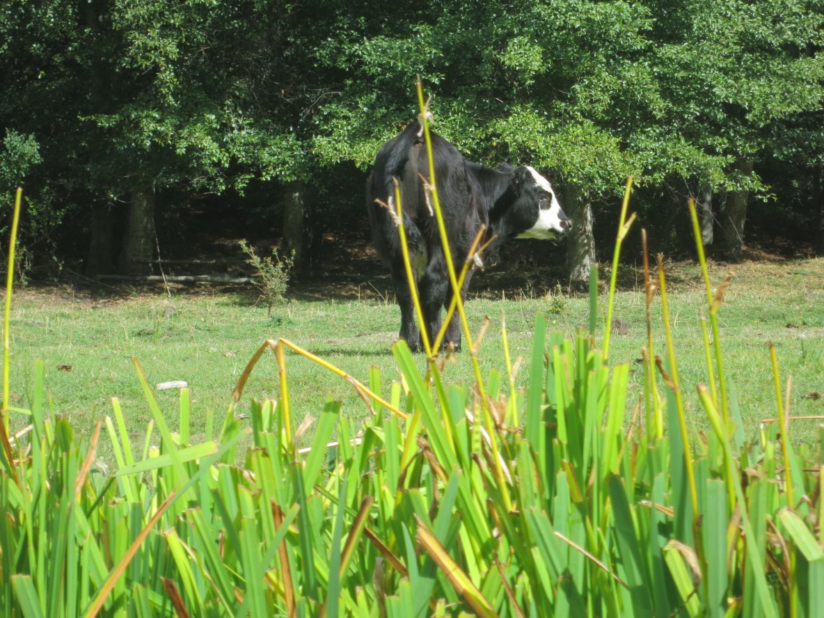 Kayaking the Beautiful Squaw Lakes of Southern Oregon… An Interlude ...