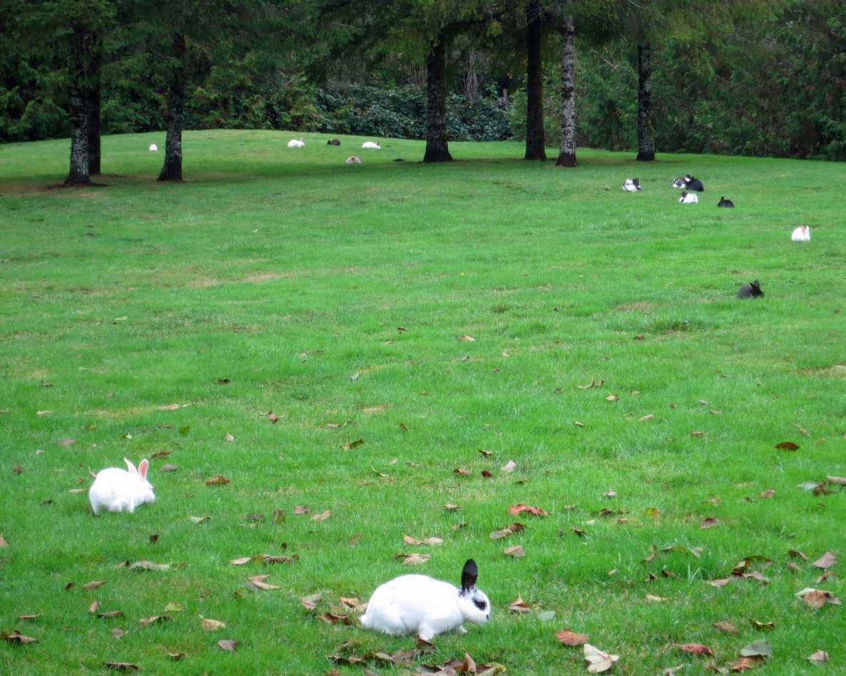 Bunnies, Bunnies, Everywhere… An Easter Tale | Wandering through Time ...