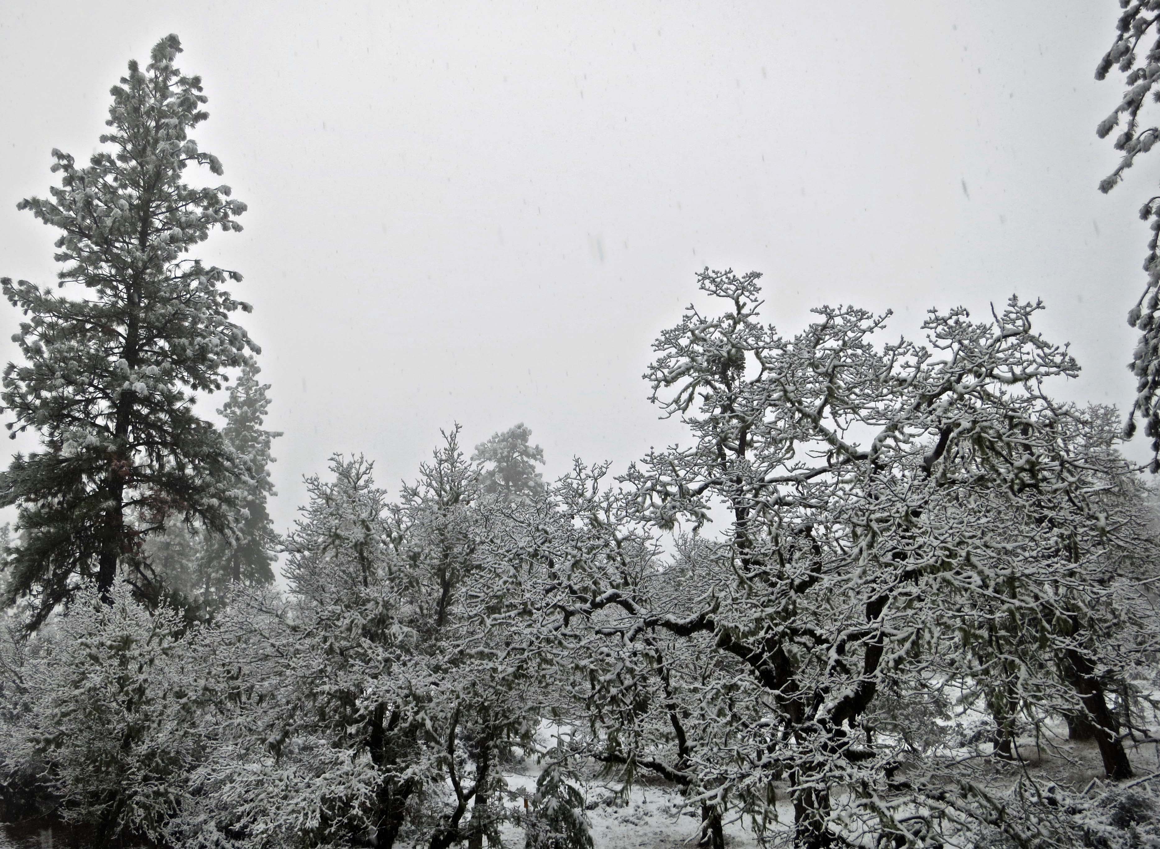 6 Snow covered White Oaks and a Ponderosa Pine in southern Oregon ...