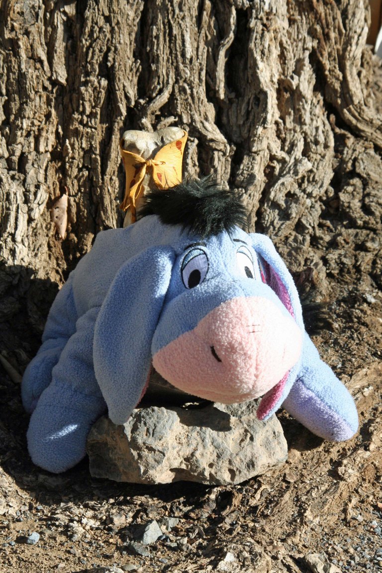 Traveling Companions: Peggy, Eeyore, Bone… 10,000 Miles by Bike ...