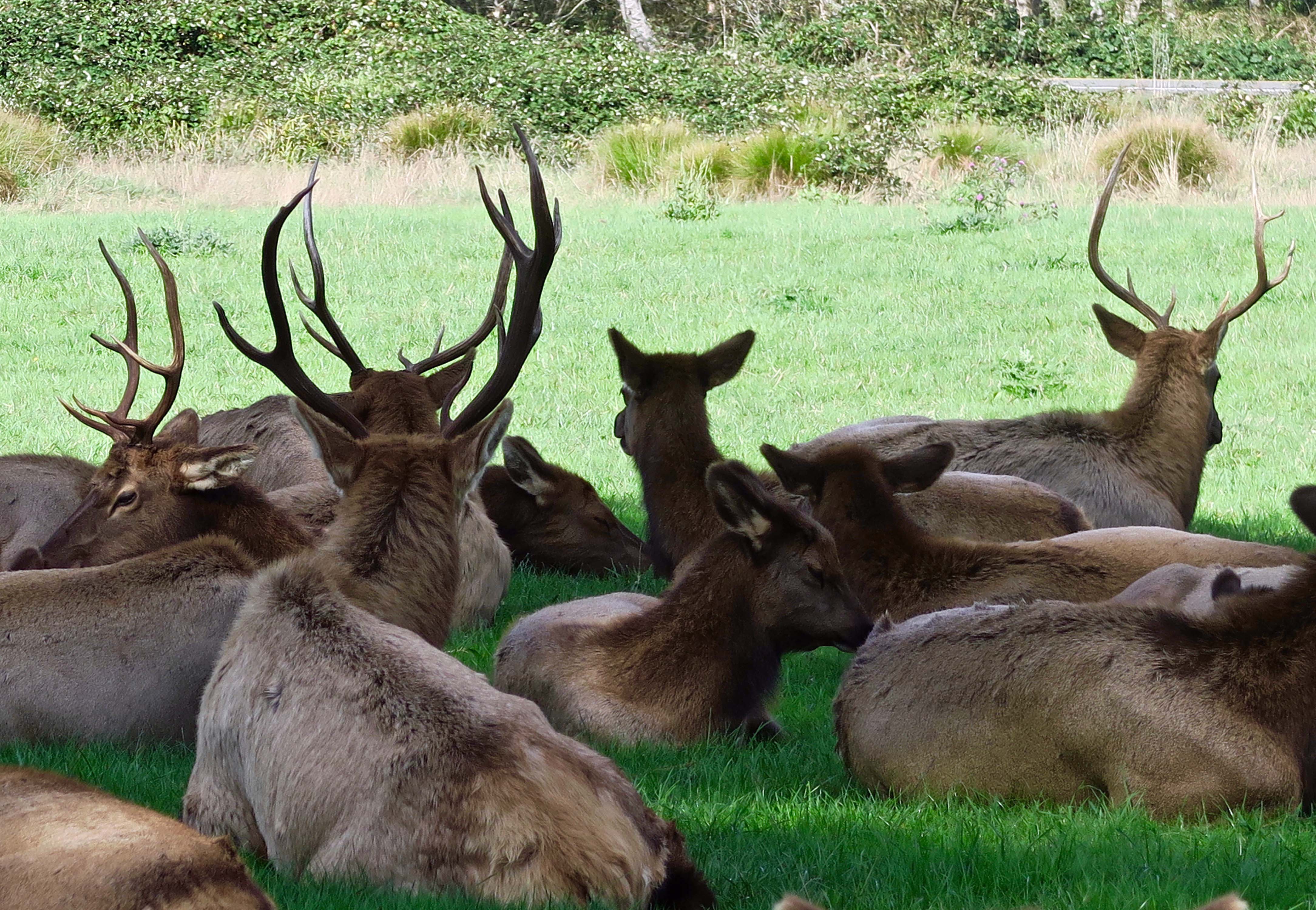 Tales from UT-OH: The Cow Elk Slammed on Her Brakes… Ten Feet in Front ...