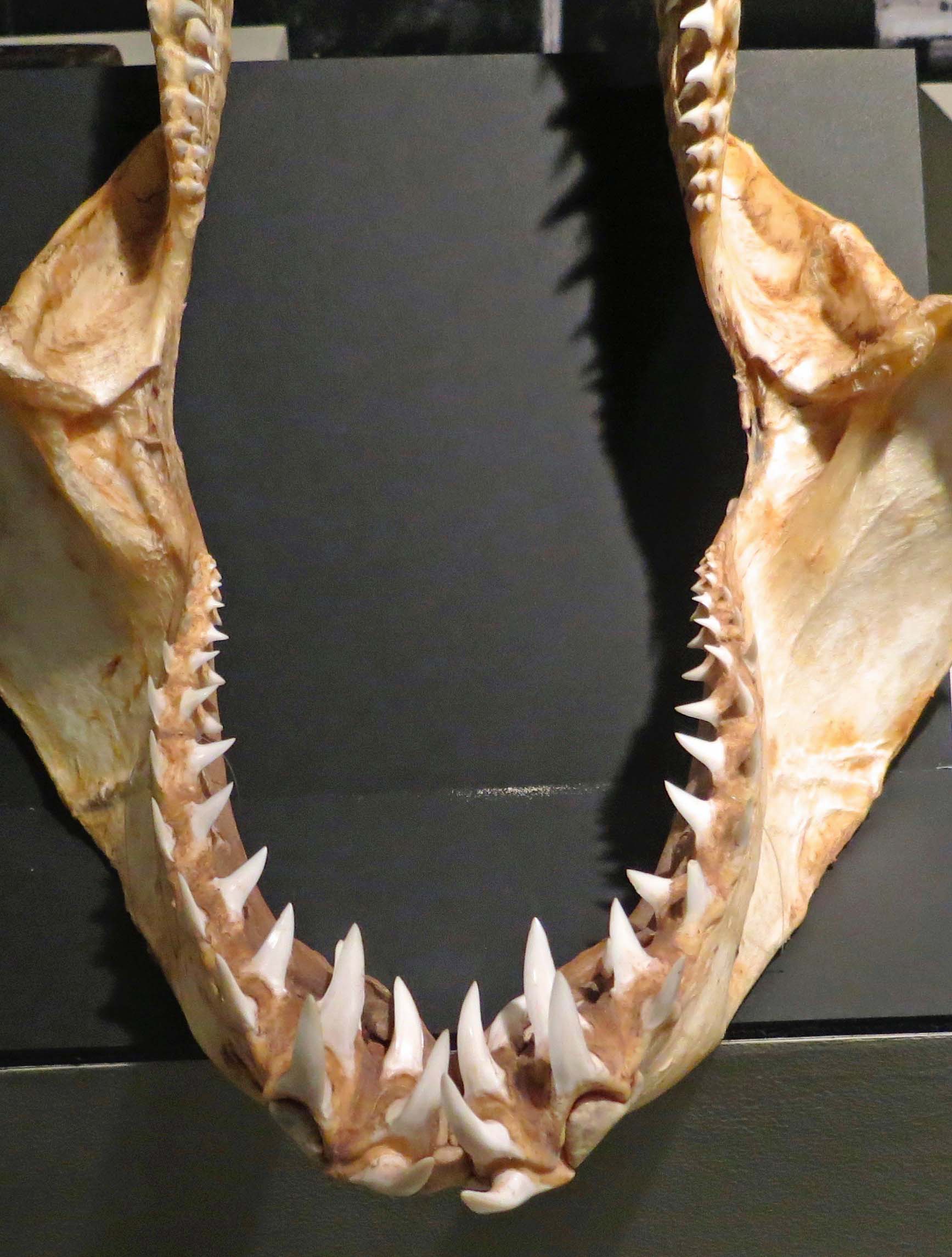 Astoria, Oregon… Where the Columbia River and the Pacific Ocean Meet ...