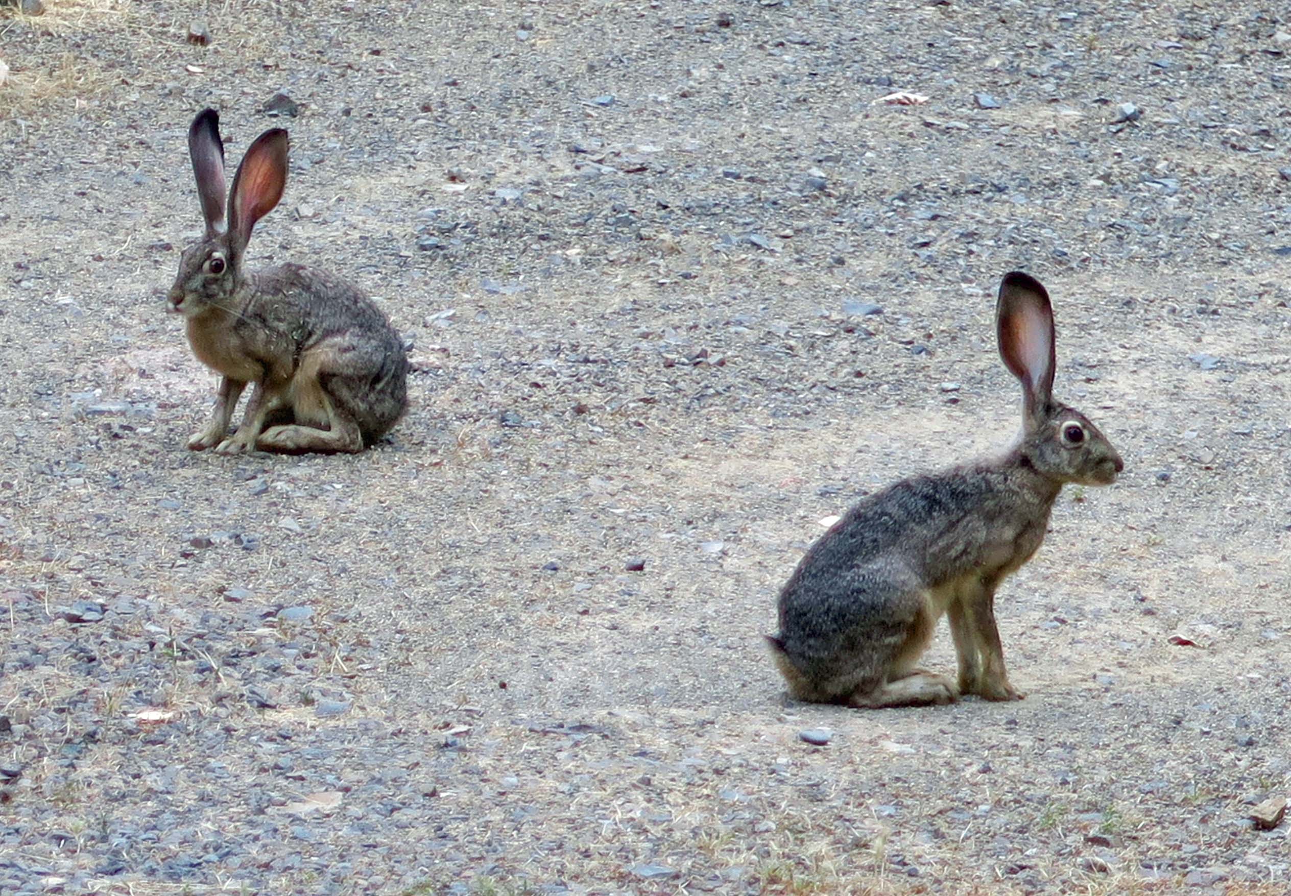 petroglyphs | Wandering through Time and Place