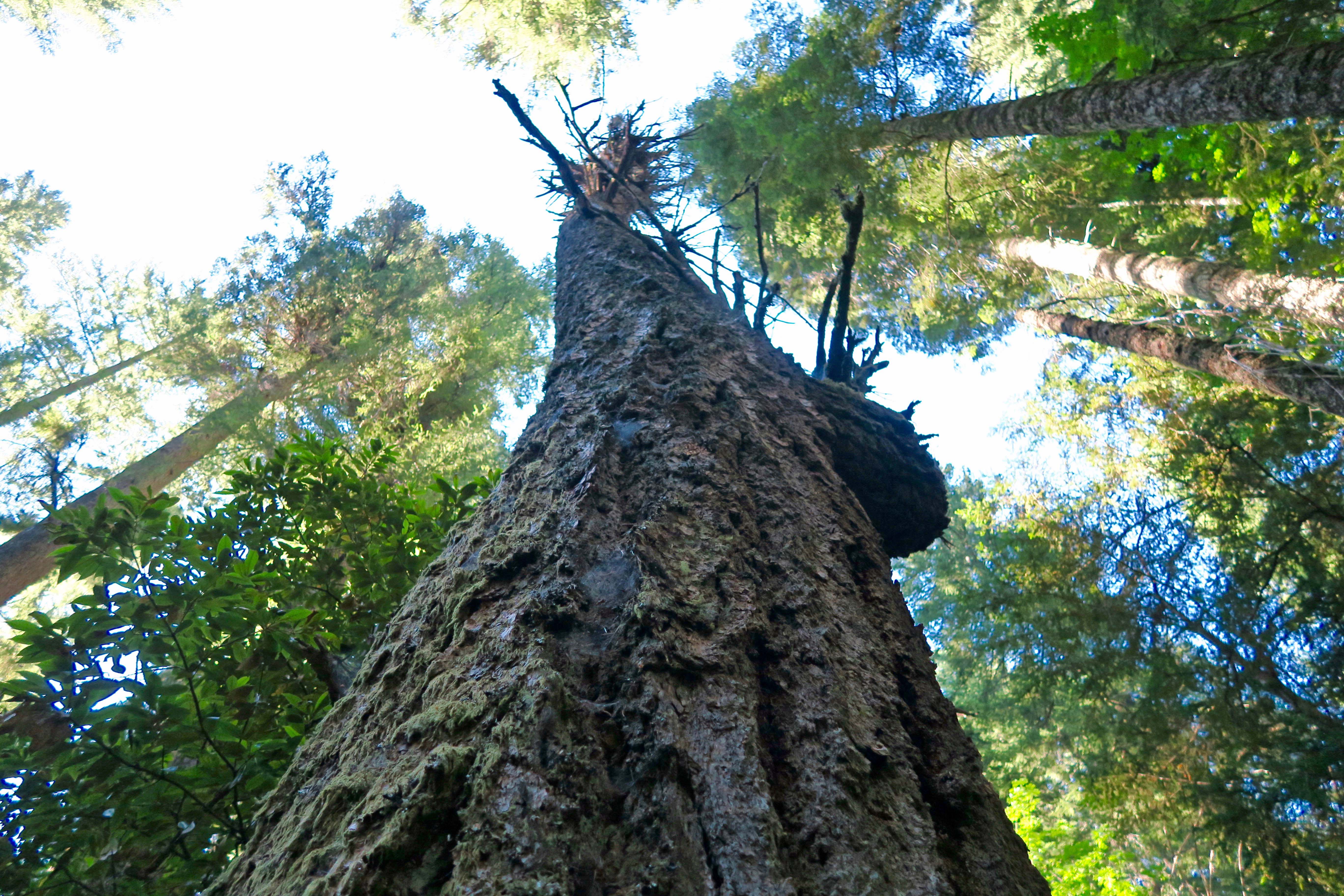 Guardian Tree at No-see-um Camp on Cook and Green Creek | Wandering ...