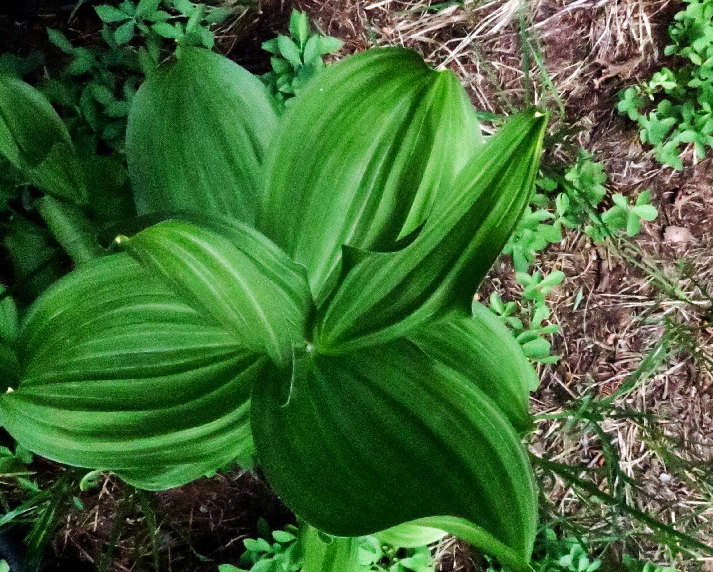 Corn Lily in Five Lakes Basin | Wandering through Time and Place