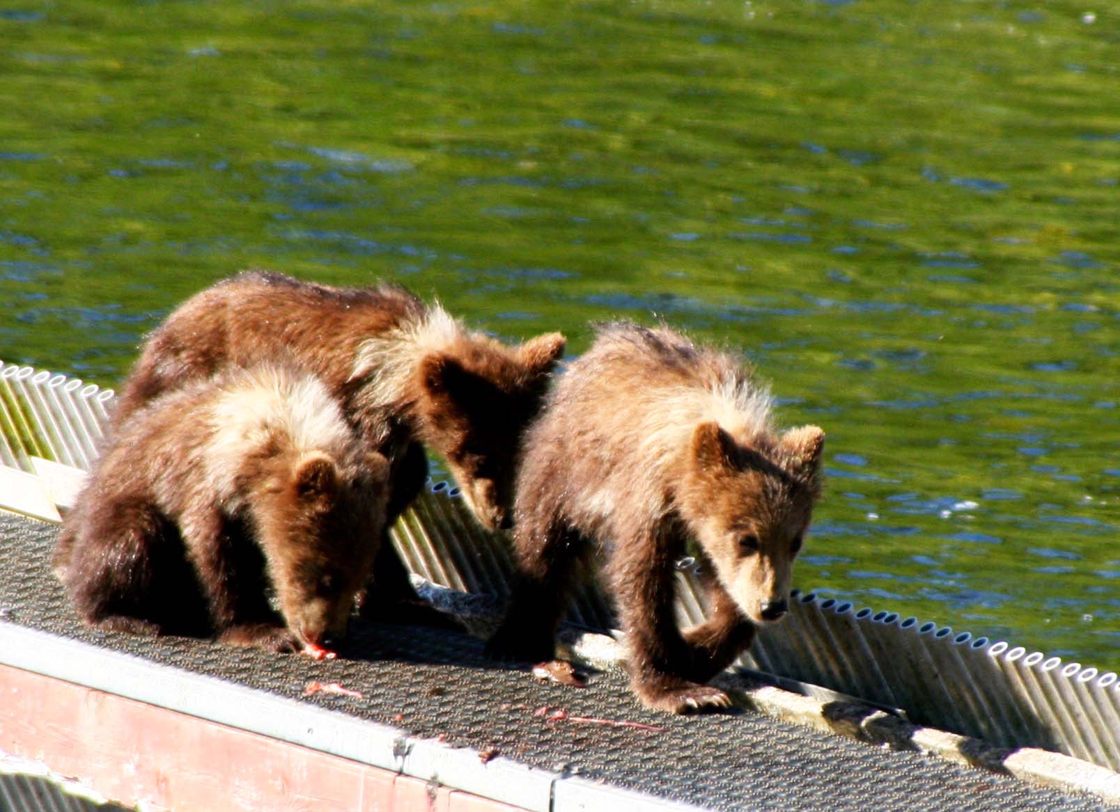 Kodiak Bear Cubs | Wandering through Time and Place