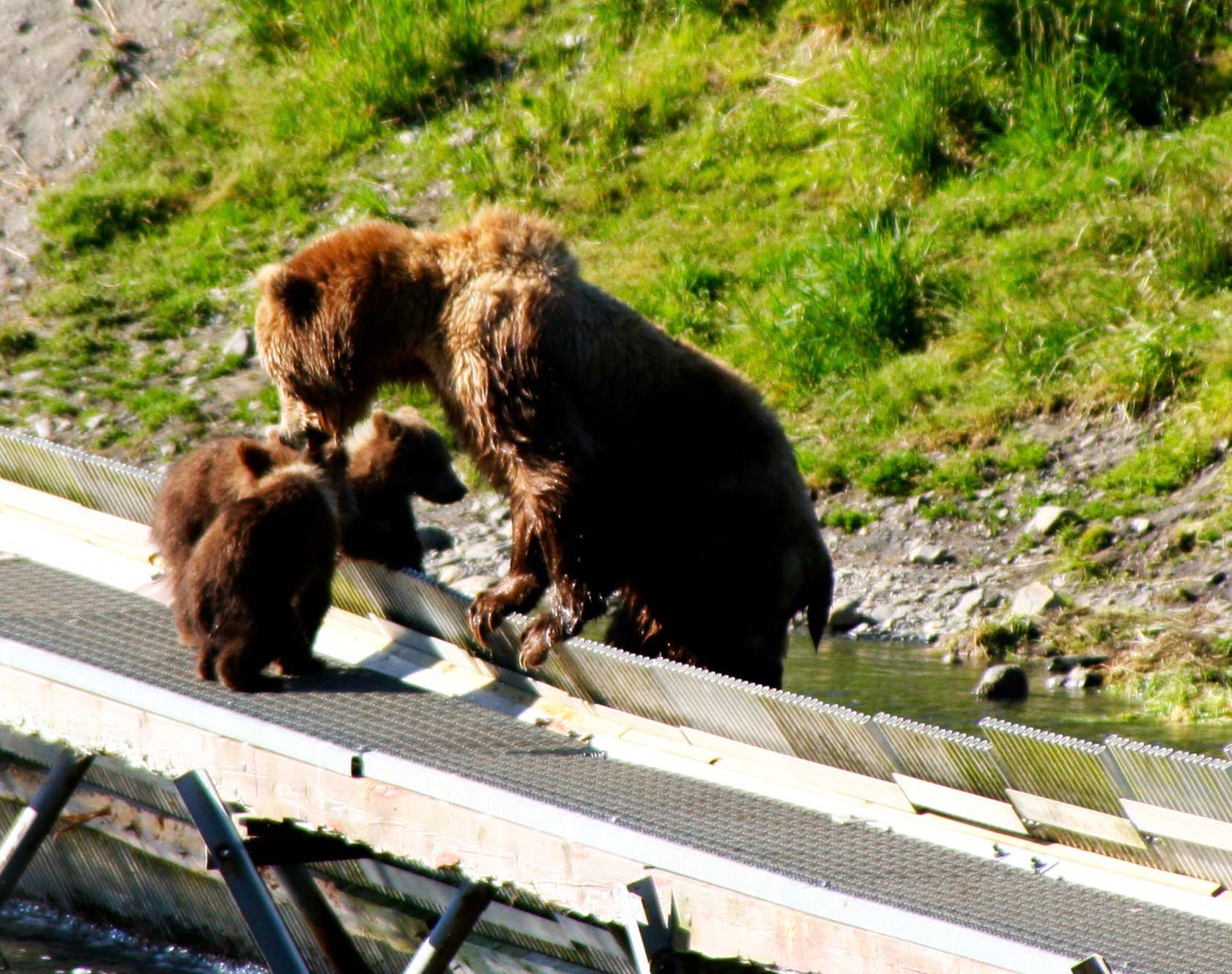 Kodiak mom bathes kids on Frazier Lake | Wandering through Time and Place