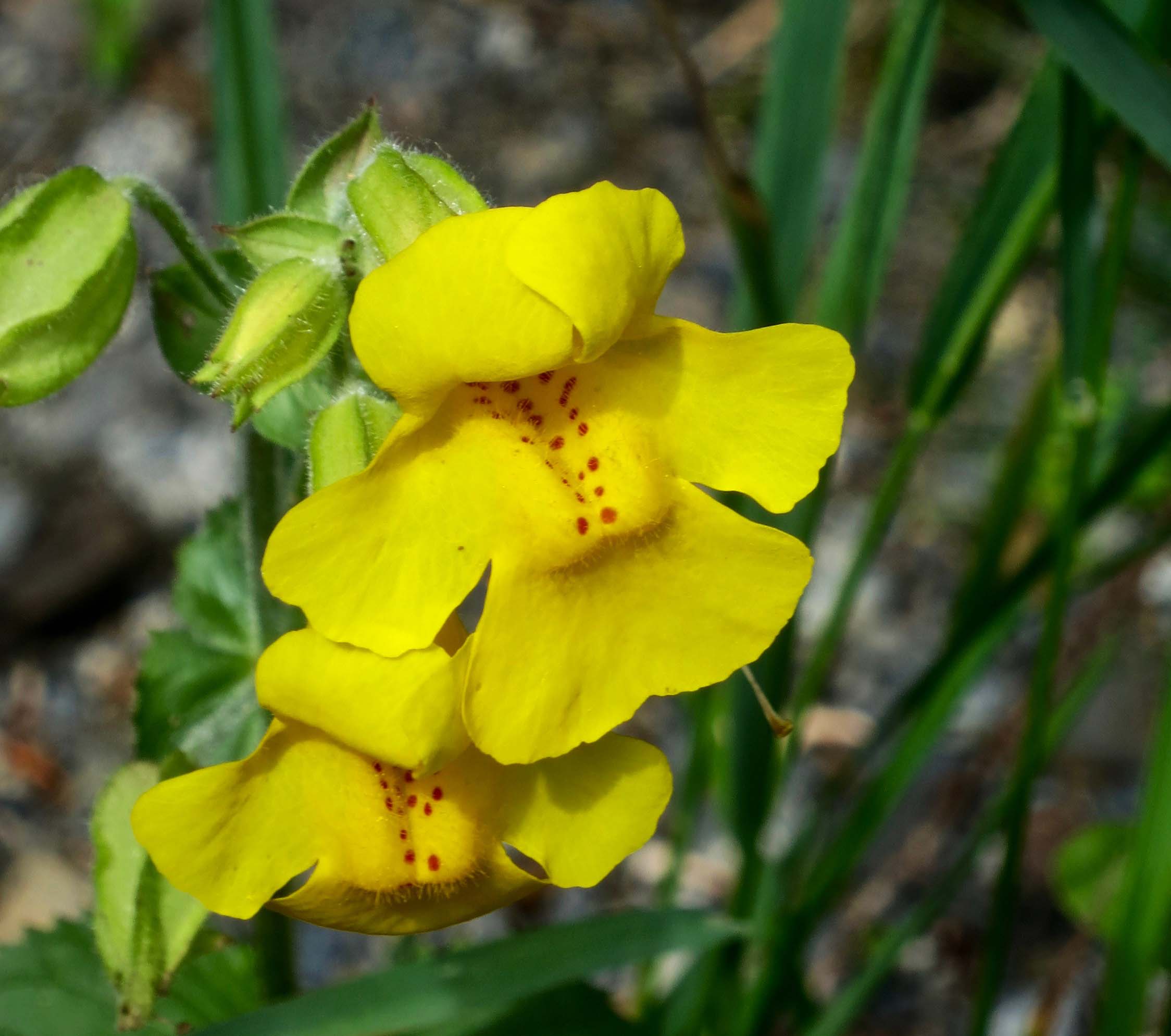 flowers on Kodiak Island | Wandering through Time and Place