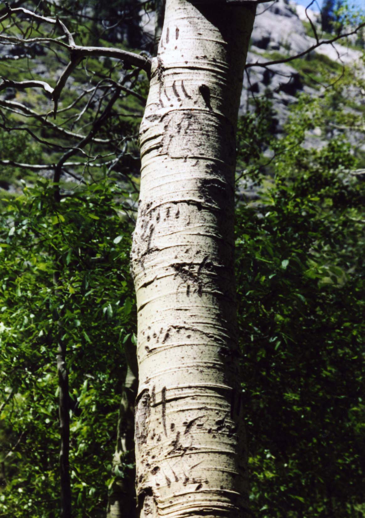 Bear Tree | Wandering through Time and Place