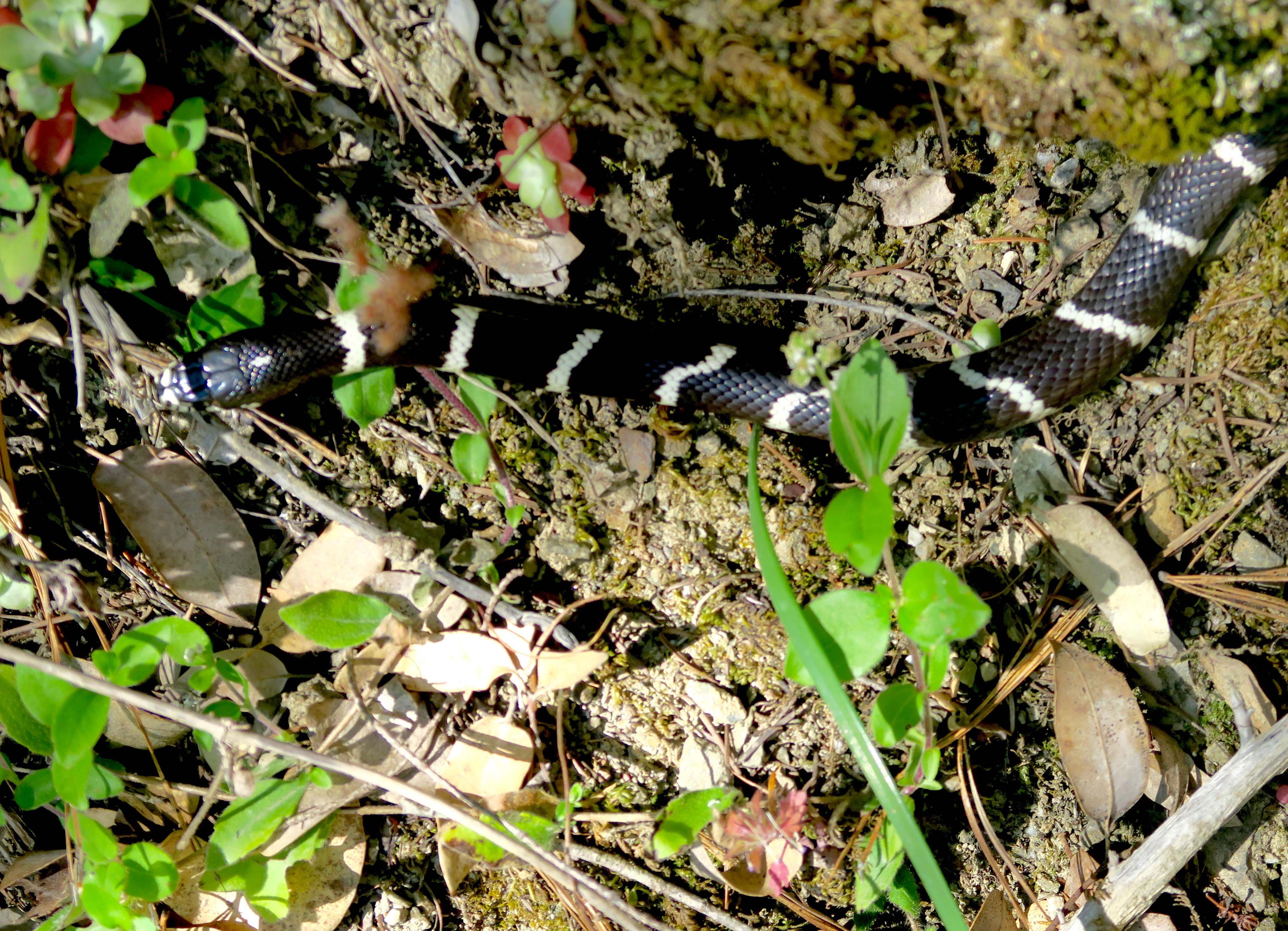 Kingsnake along Oregon’s Rogue River Trail | Wandering through Time and ...