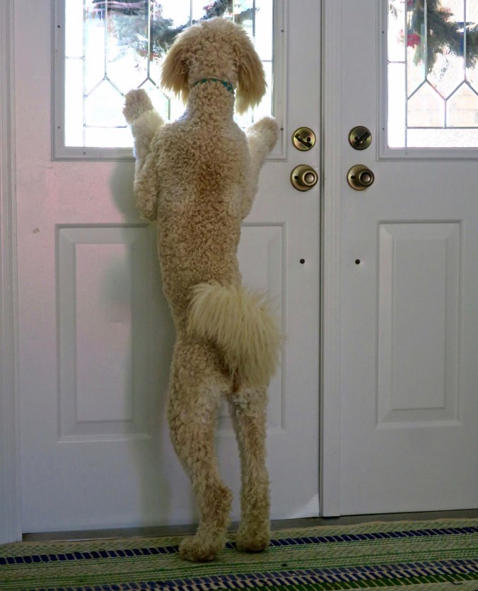 Lyla the Goldendoodle: I Discover a Dog That Is All Legs | Wandering ...