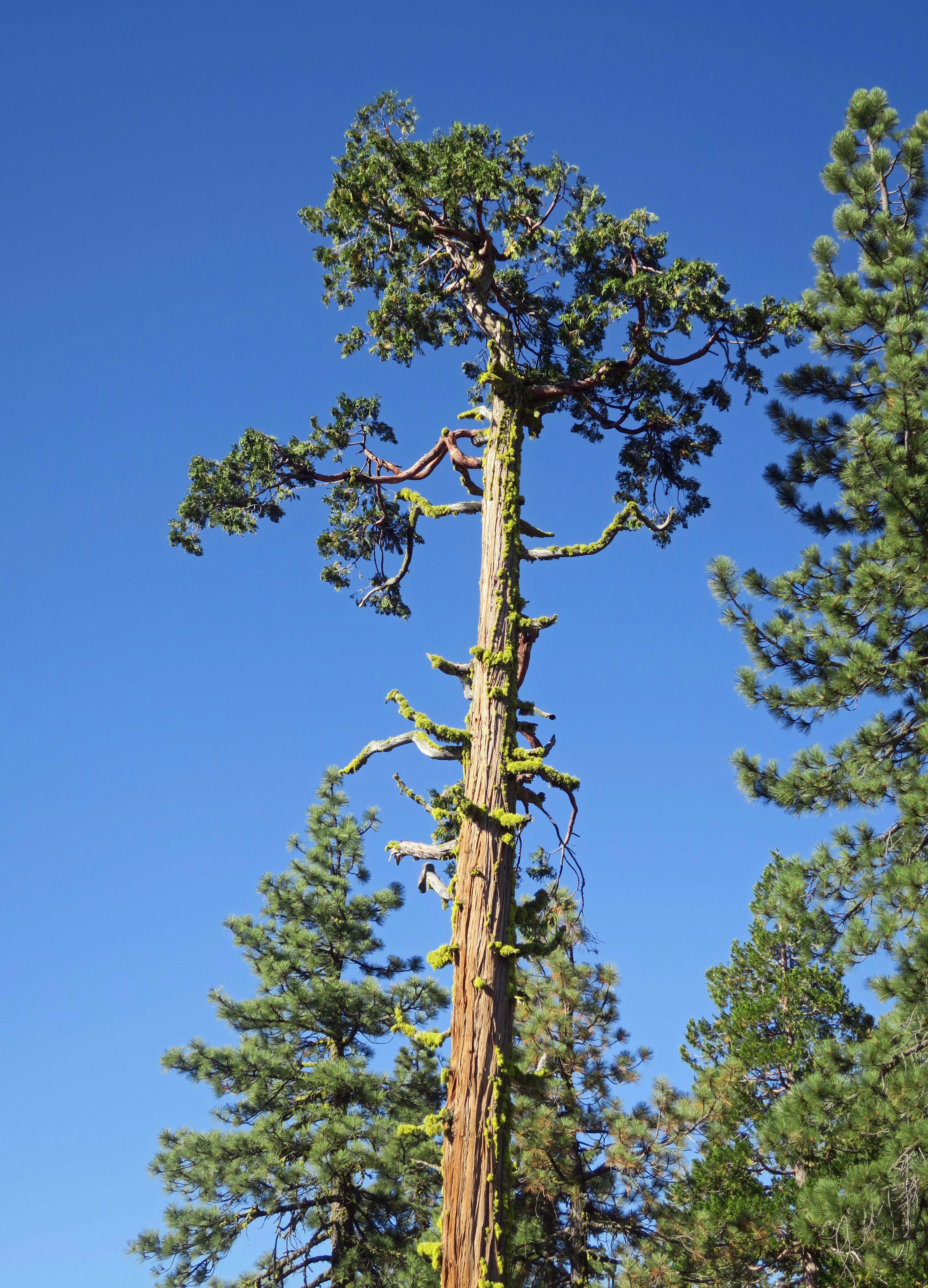 A Beautiful Lake, Fires and Trees… The PCT though Mt. Lassen National ...