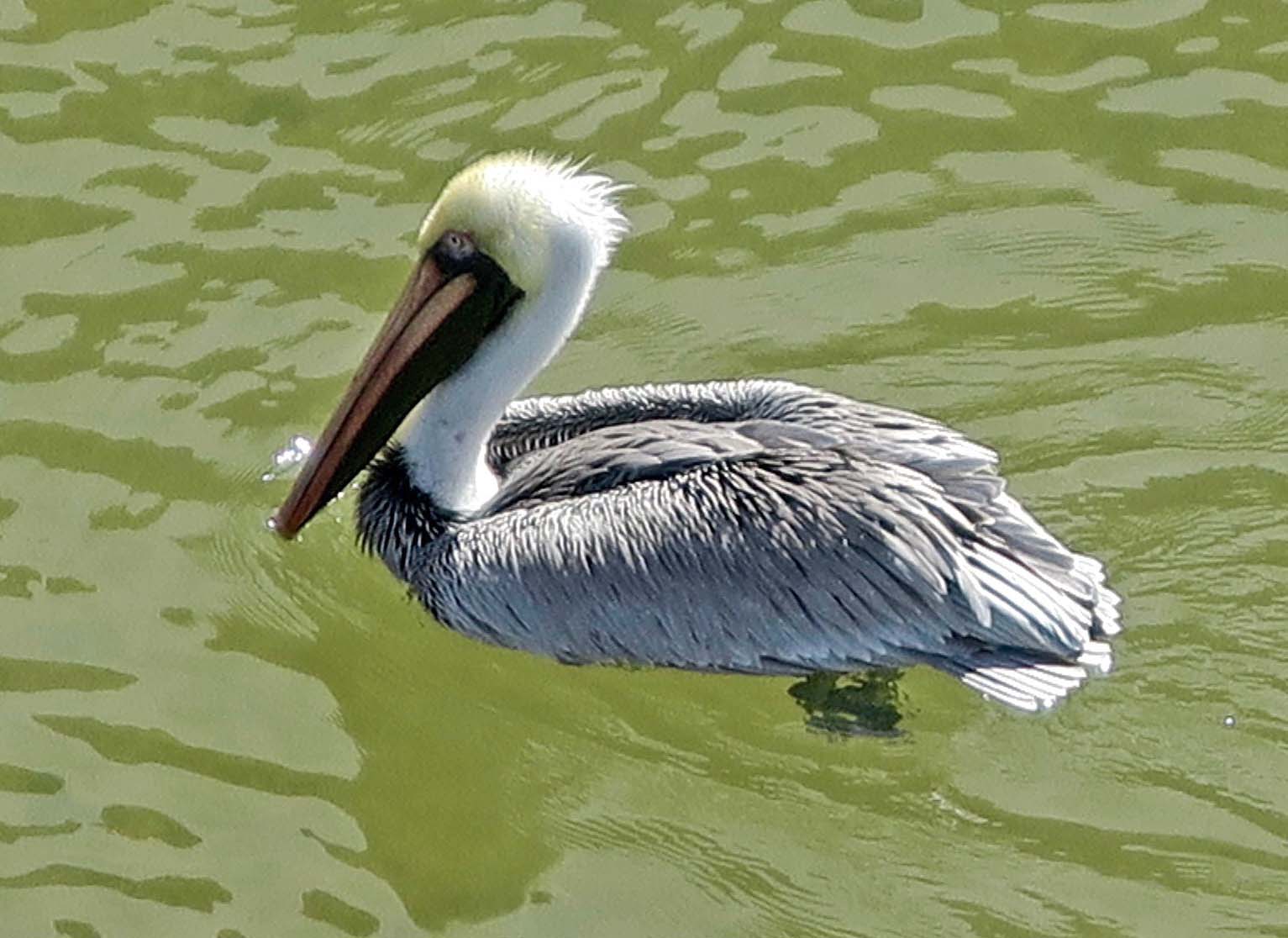 A Wonderful, Whacky Pelican… Puerto Vallarta | Wandering through Time ...