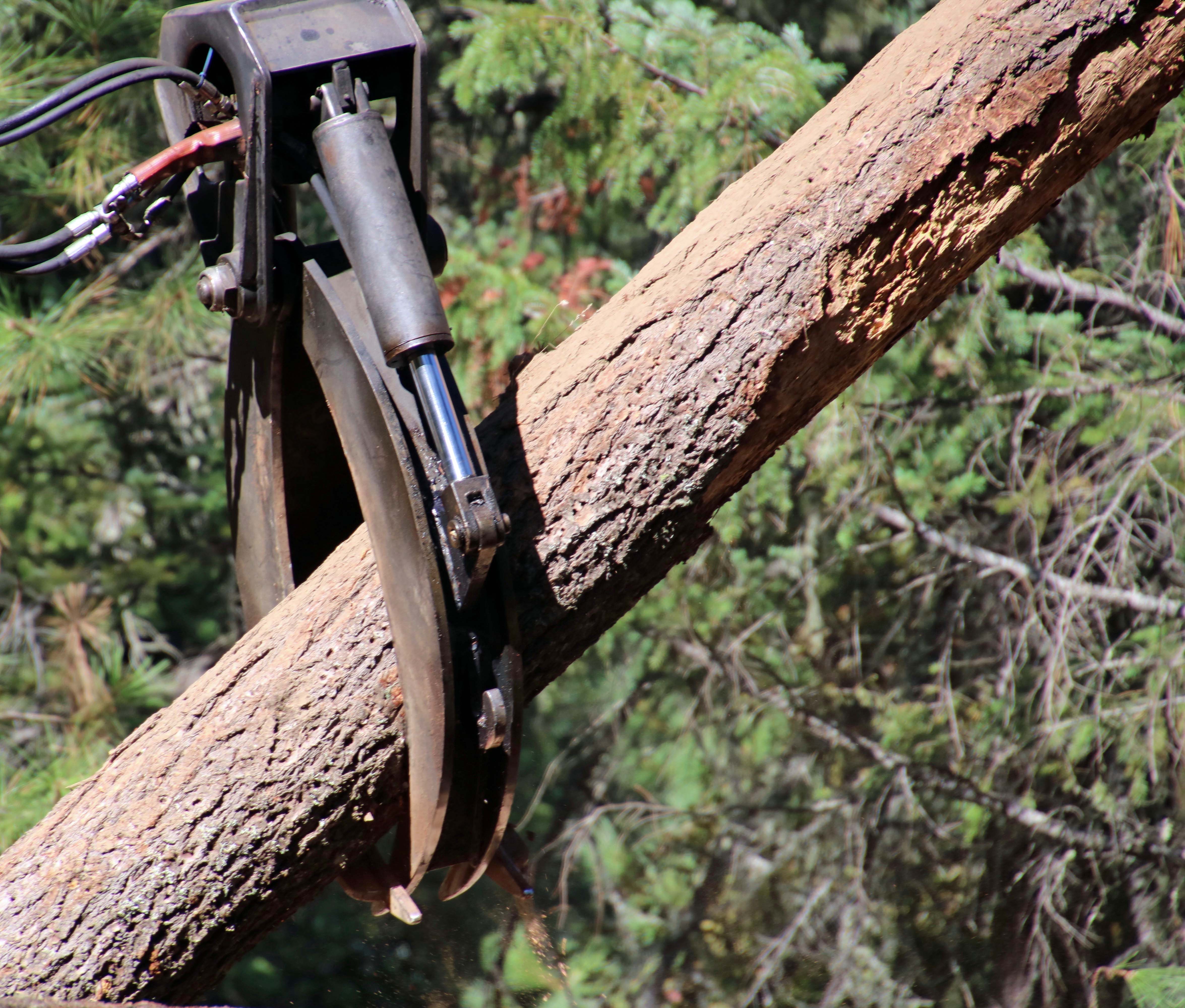 Timber! Logging Our Backyard, A Shredded Hammock and Other Recent ...