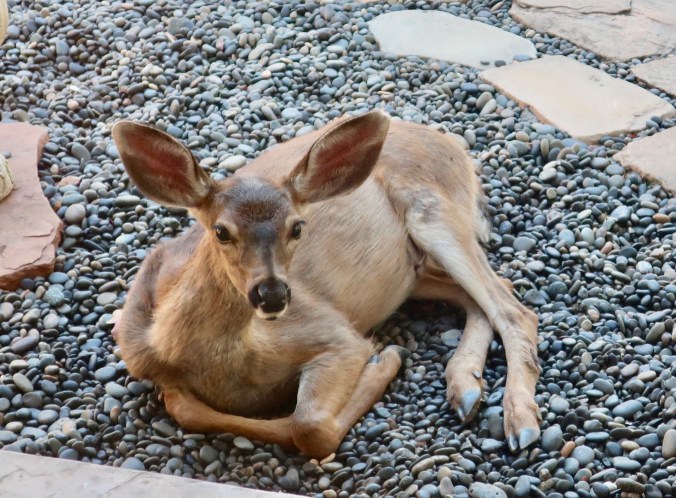Young deer poses with crossed legs | Wandering through Time and Place