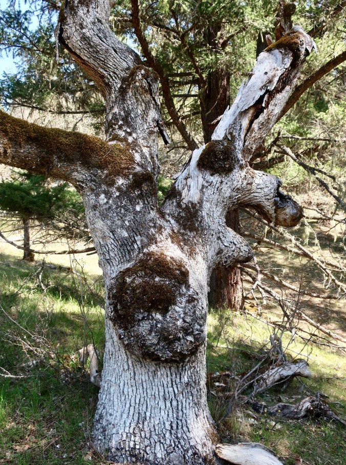 When Scary Trees Live in Your Neighborhood… A Walk on the Wild Side ...