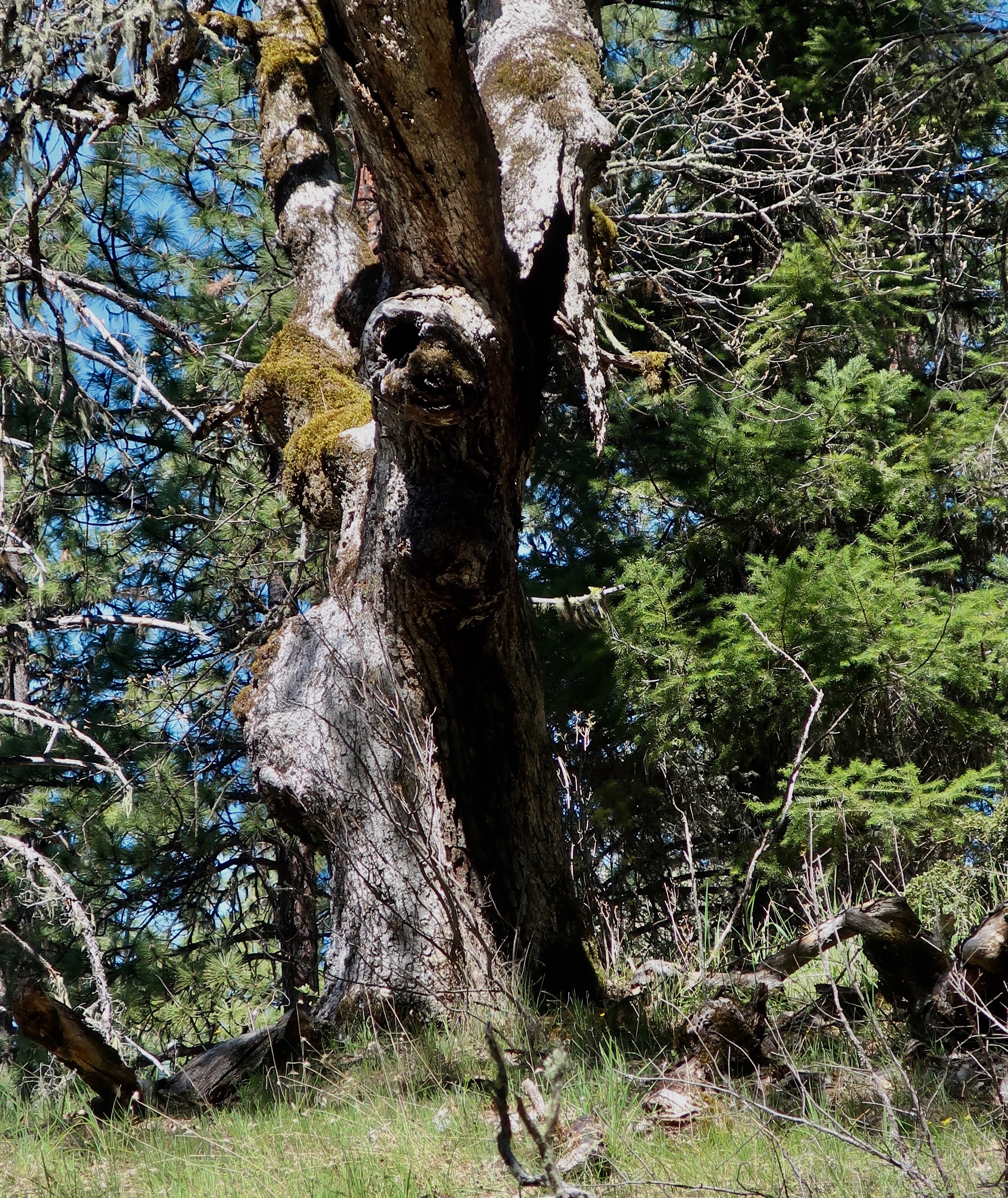 When Scary Trees Live in Your Neighborhood… A Walk on the Wild Side ...