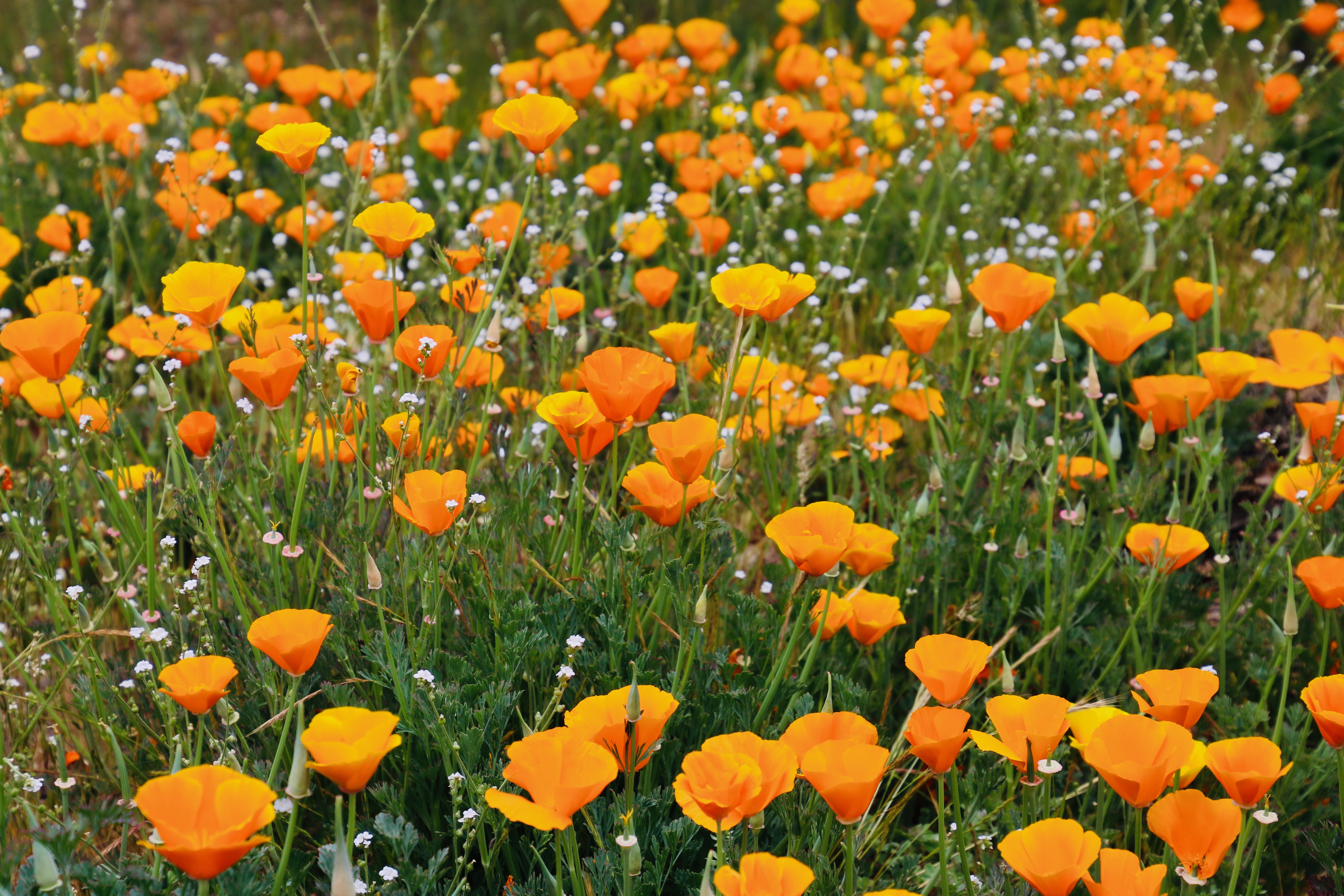 Pretty Poppy Posies Posing… A Walk on the Wild Side: Part 2 | Wandering ...
