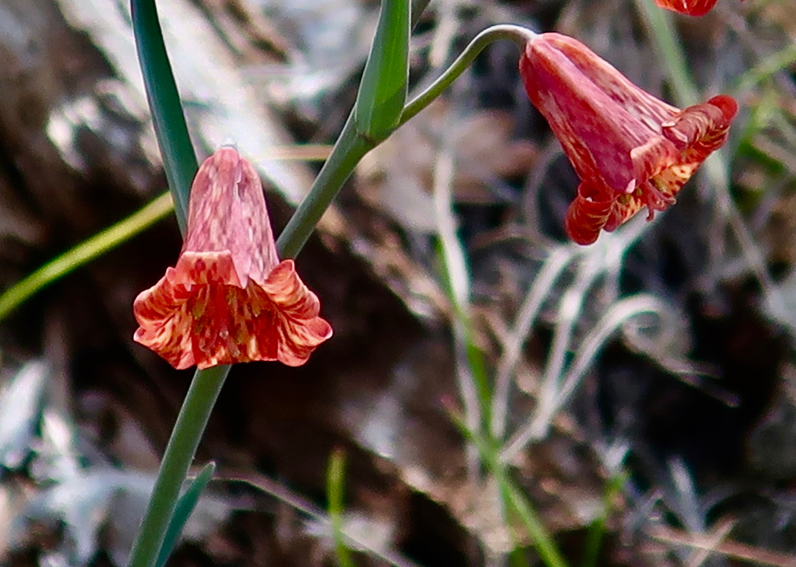 From Elegant Cat’s Ear to Hound’s Tongue: 10 Southern Oregon Wild ...