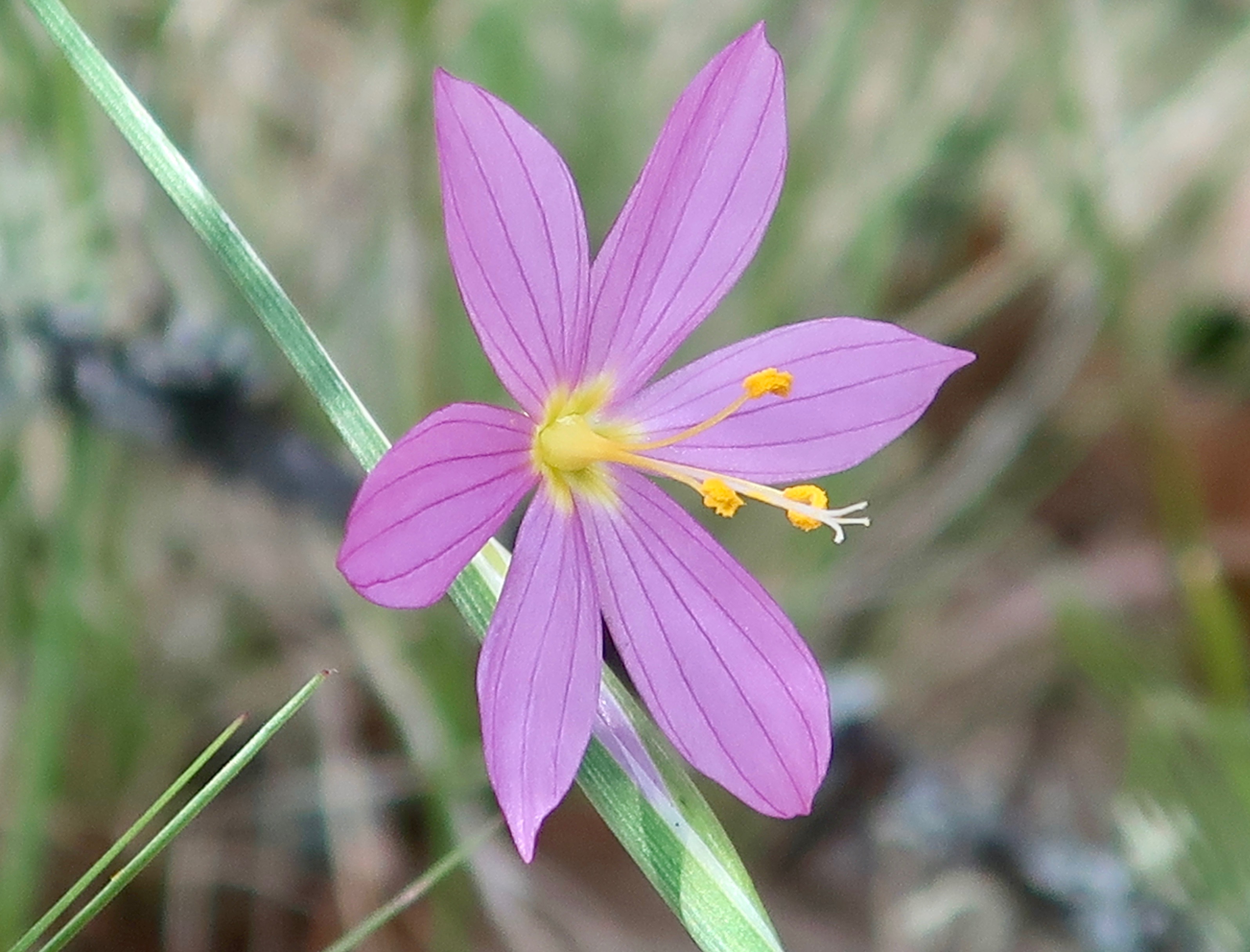 From Elegant Cat’s Ear to Hound’s Tongue: 10 Southern Oregon Wild ...