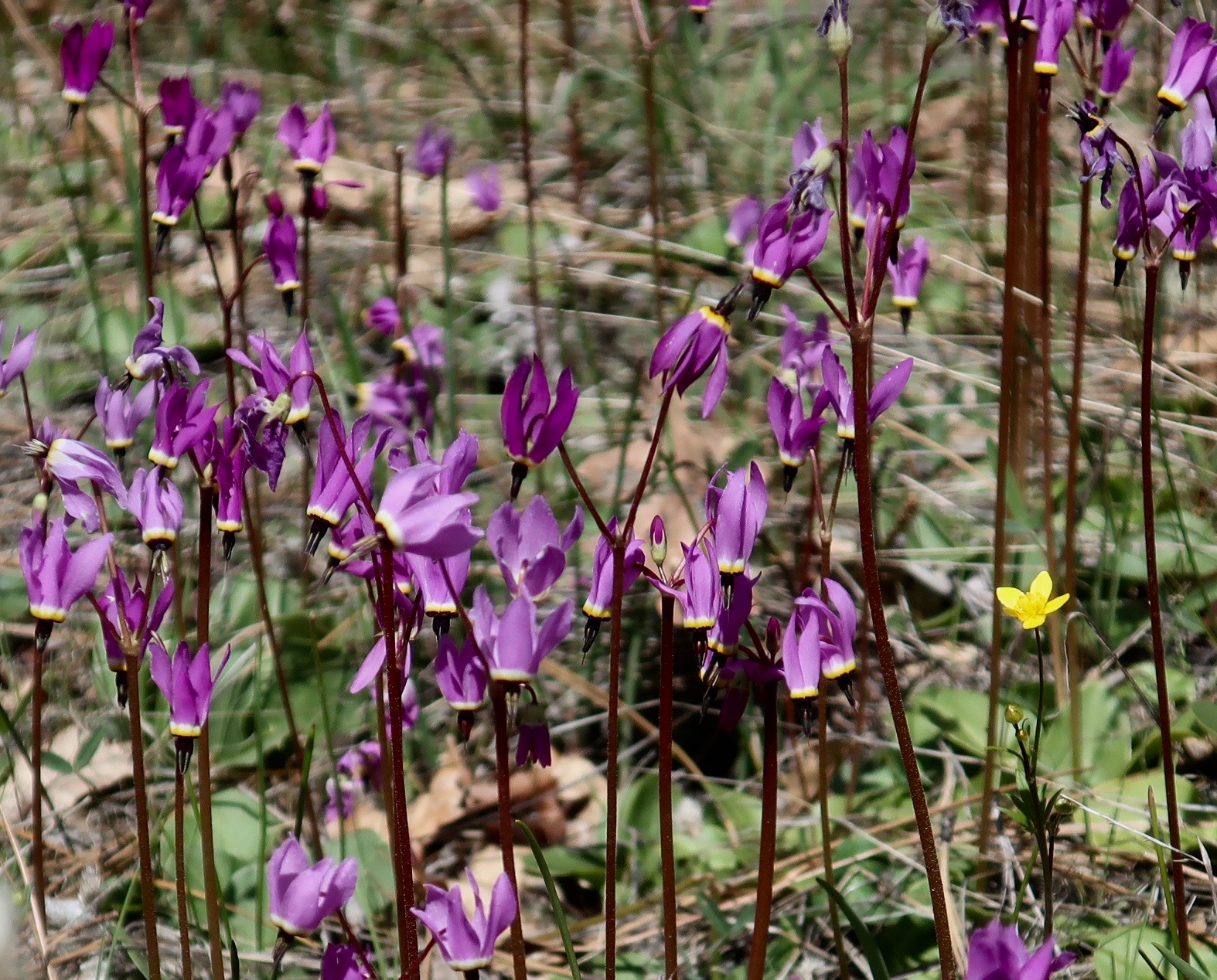 From Elegant Cat’s Ear to Hound’s Tongue: 10 Southern Oregon Wild ...