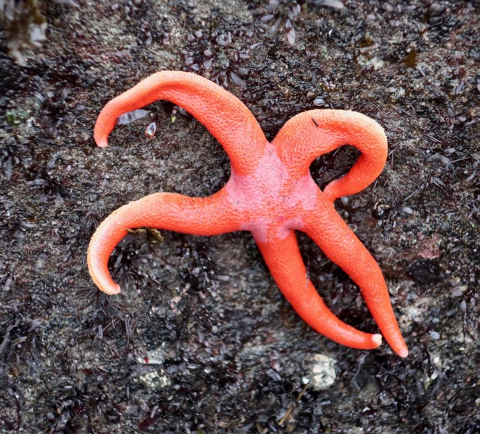The Starfish of Harris Beach State Park, Oregon | Wandering through ...