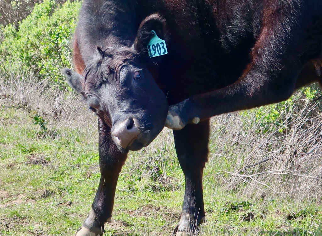 Going on a Cow Walk… The Pt. Reyes Series | Wandering through Time and ...