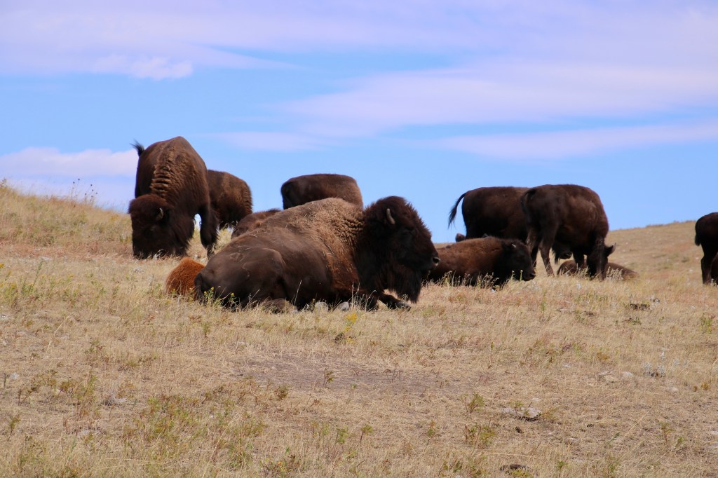 Custer State Park, SD… Where the Buffalo Are Bison and the Donkeys Are ...