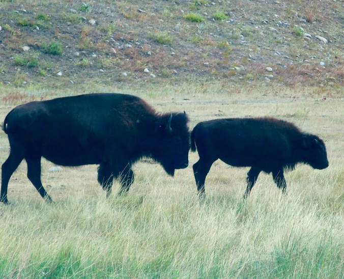 Custer State Park, SD… Where the Buffalo Are Bison and the Donkeys Are ...