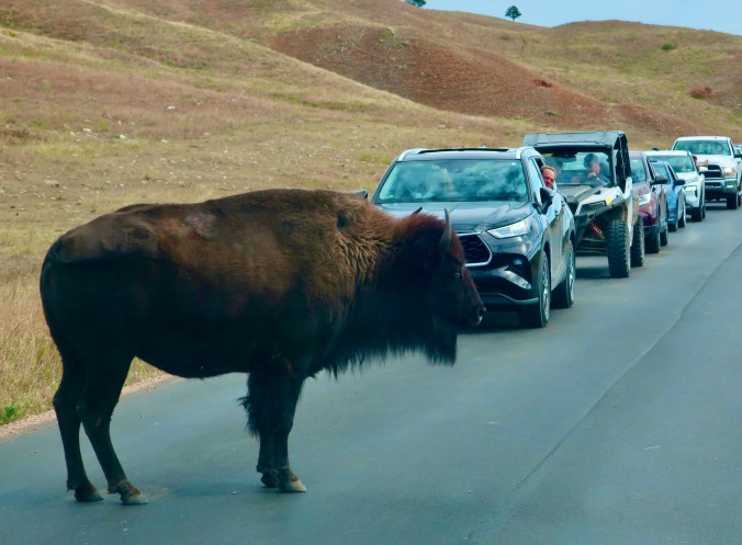 Custer State Park, SD… Where the Buffalo Are Bison and the Donkeys Are ...