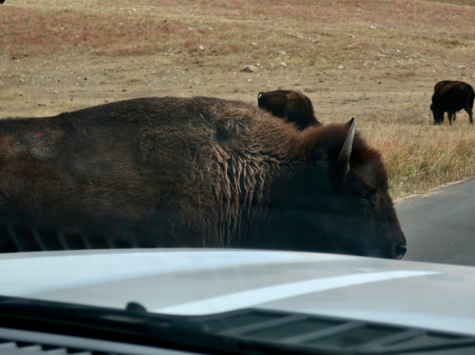 Custer State Park, SD… Where the Buffalo Are Bison and the Donkeys Are ...