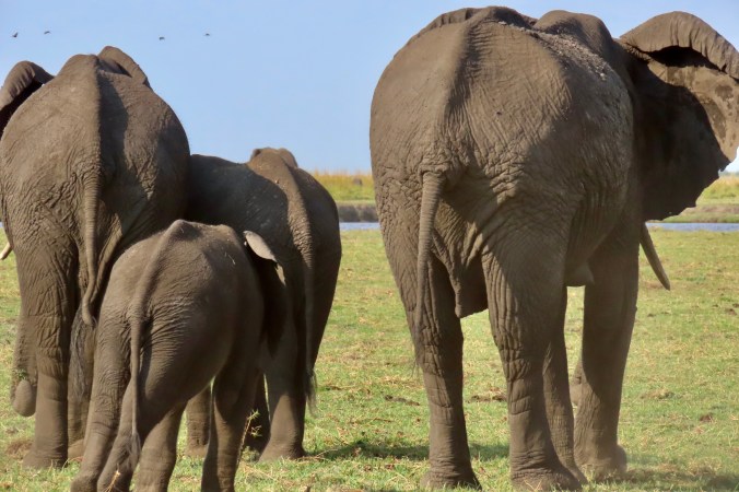 Elephants Cool Down with their Ears, Hear with their Feet, and Lead ...
