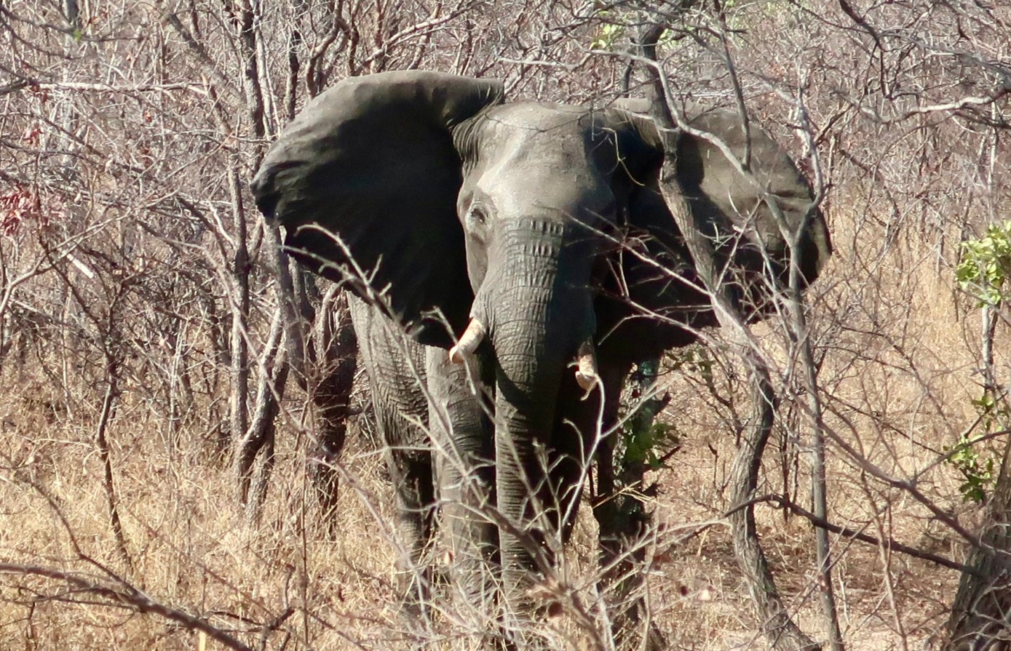 Elephants Cool Down with their Ears, Hear with their Feet, and Lead ...