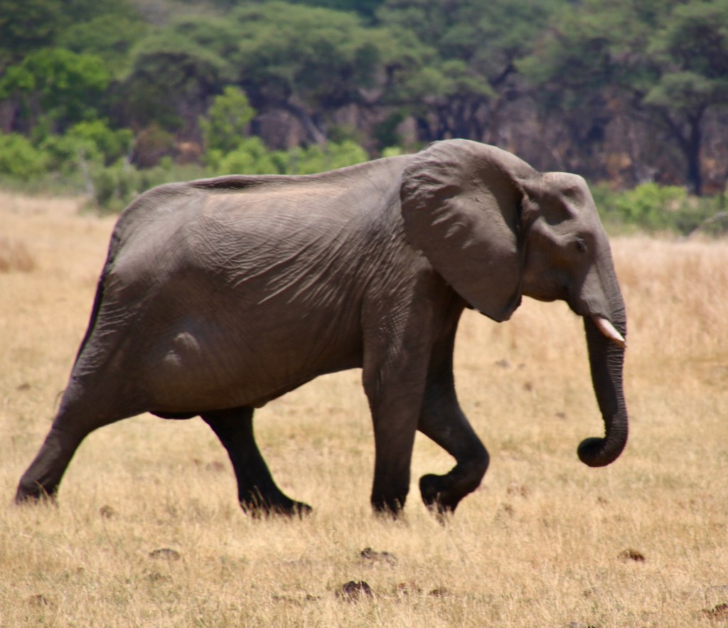 In the Elephant Matriarchal Society, It’s All About Family and Mom Is ...
