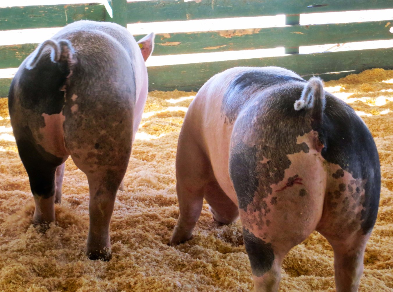 14 different animals with hooves | Wandering through Time and Place