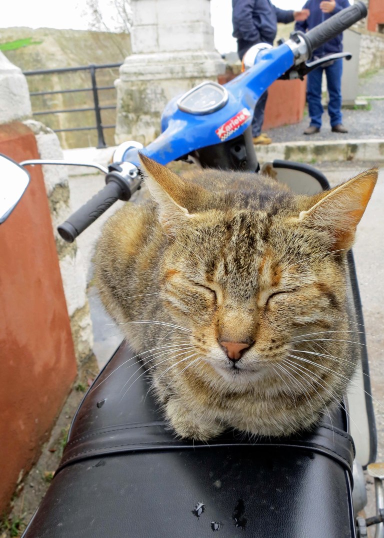 Here Kitty, Kitty, Kitty: Cats of the World… The Focus Series ...
