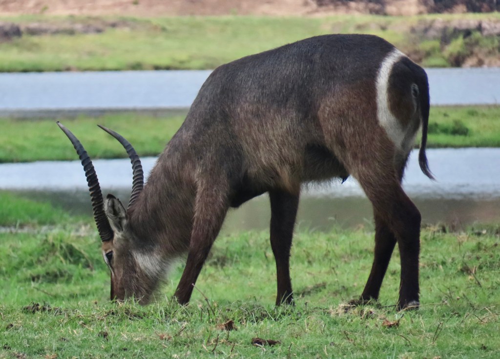 14 different animals with hooves | Wandering through Time and Place