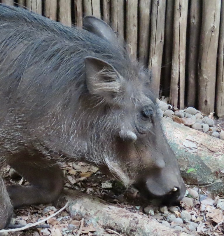 14 different animals with hooves | Wandering through Time and Place