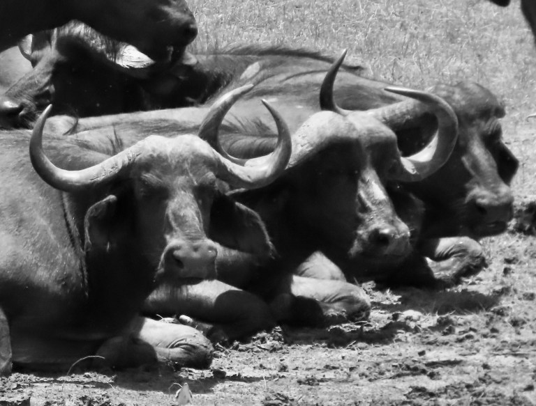 14 different animals with hooves | Wandering through Time and Place