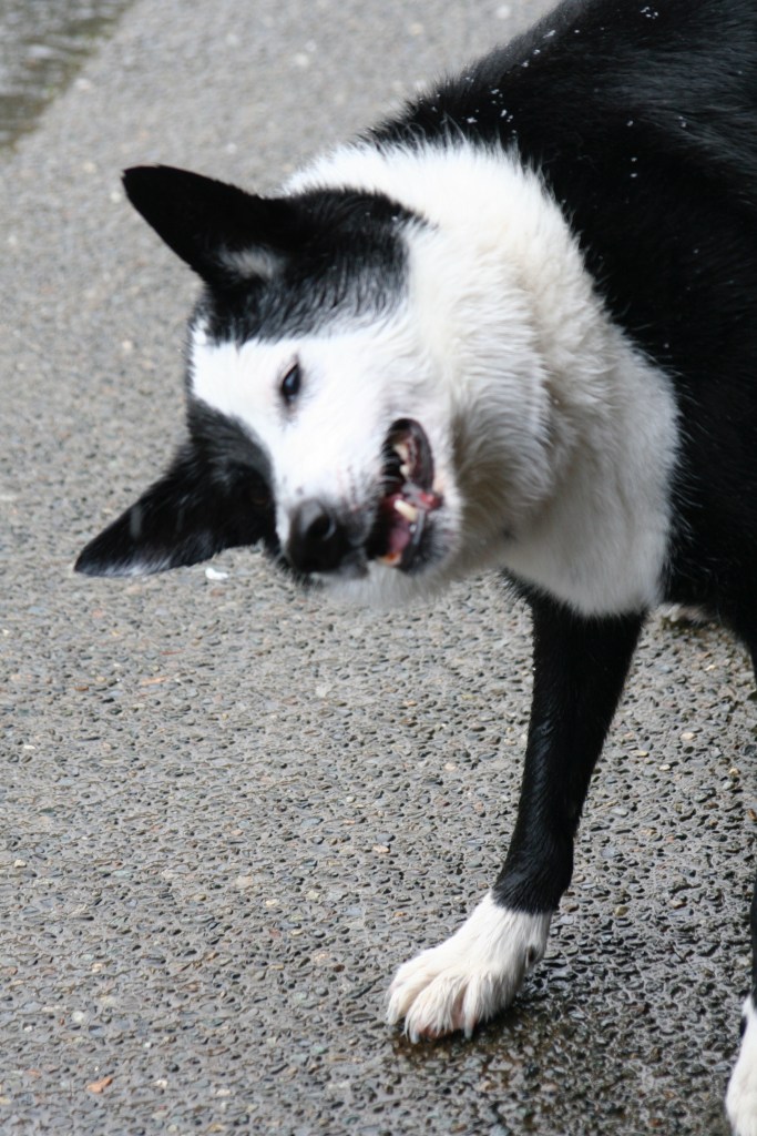 Step Aside Cats, We Have Puppy Eyes: A Look at Dogs… The Focus Series ...