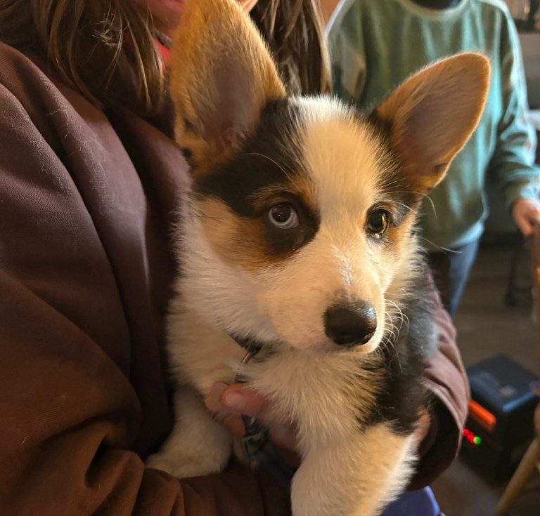 Step Aside Cats, We Have Puppy Eyes: A Look at Dogs… The Focus Series ...