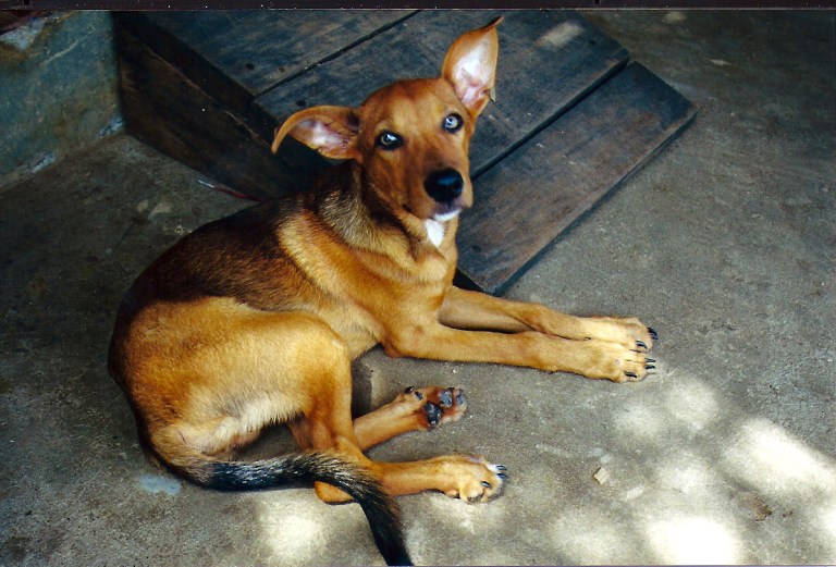 Step Aside Cats, We Have Puppy Eyes: A Look at Dogs… The Focus Series ...