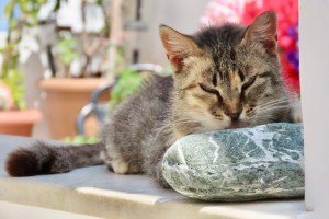 The Ancient (Big) and Modern (Small) Cats of Greece | Wandering through ...