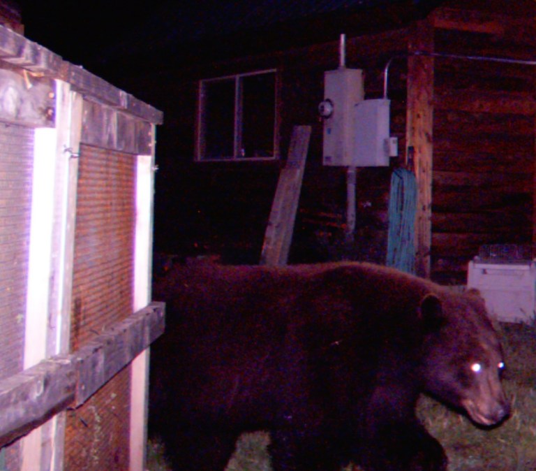 Tales from UT-OH: It’s 4 AM and a Bear Is Standing on Top of Me ...